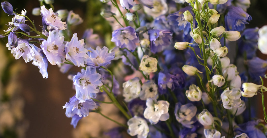 Spring Into Blooms: Your Ultimate Guide to a Floral Haven – Amelia's ...