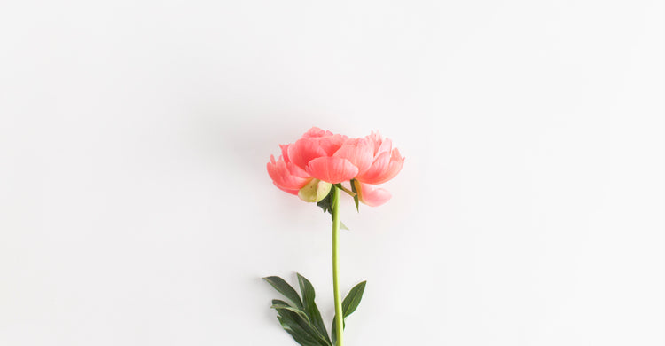 The Royal Flower – Amelia's Flowers